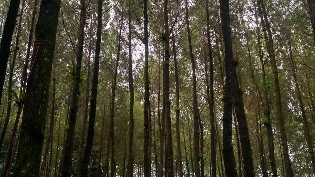 6 Wisata Hutan Pinus Mengagumkan yang Sayang Dilewatkan - Lifestyle ...