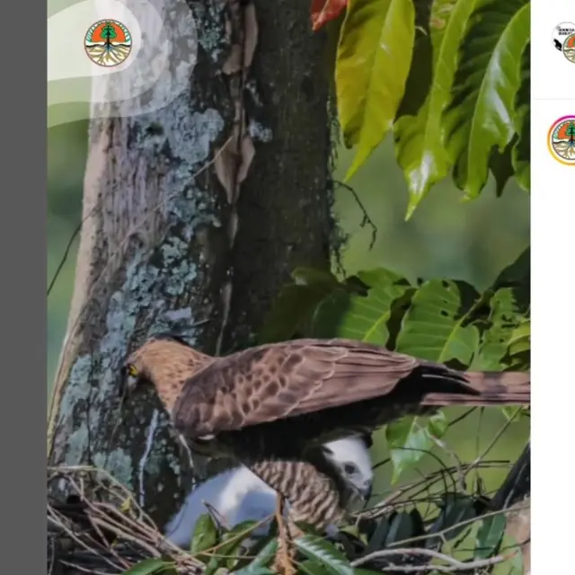 Elang Jawa Sumber Inspirasi Burung Garuda nan Langka Menetas di Gunung ...