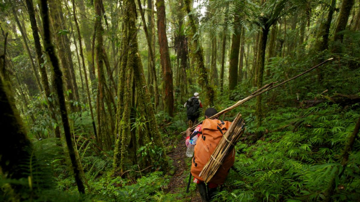 5 Hutan di Indonesia yang Harus Kamu Jelajah Minimal Satu Kali