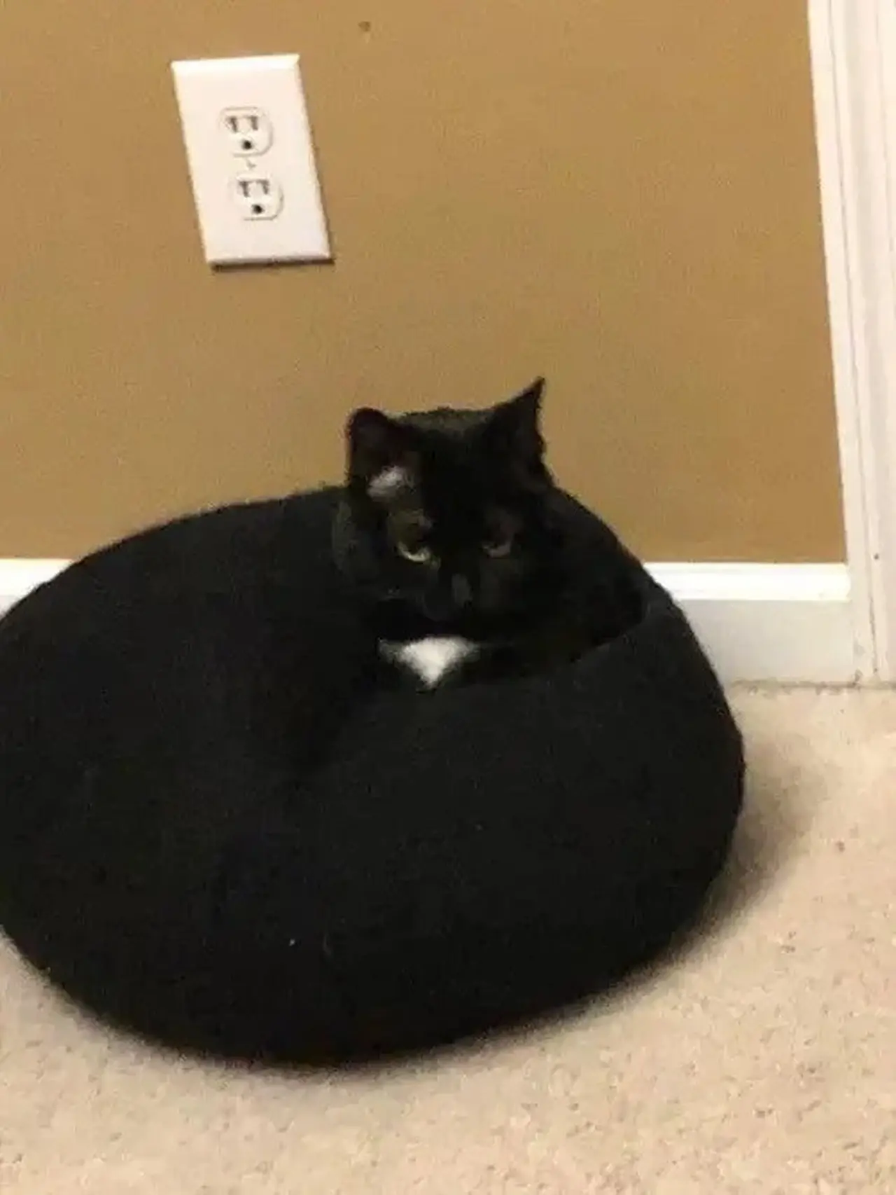 6 Ilusi Optik Kucing Hitam Ini Bikin Bingung, Perlu Kucek Mata - Hot ...