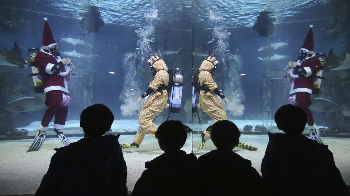 FOTO: Melihat Aksi Sinterklas Sambut Natal di Akuarium Seoul - Foto ...