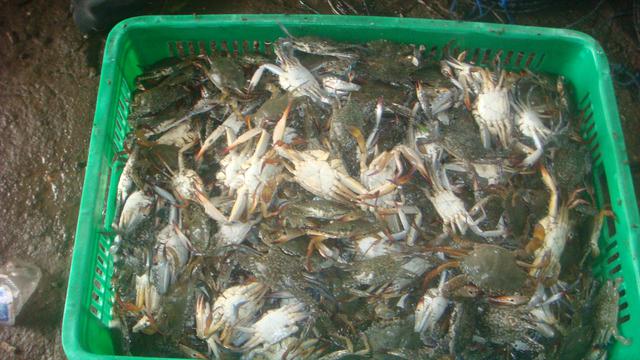 Kementerian KKP Bantah Ekspor Kepiting Anjlok 81 Persen - Bisnis ...