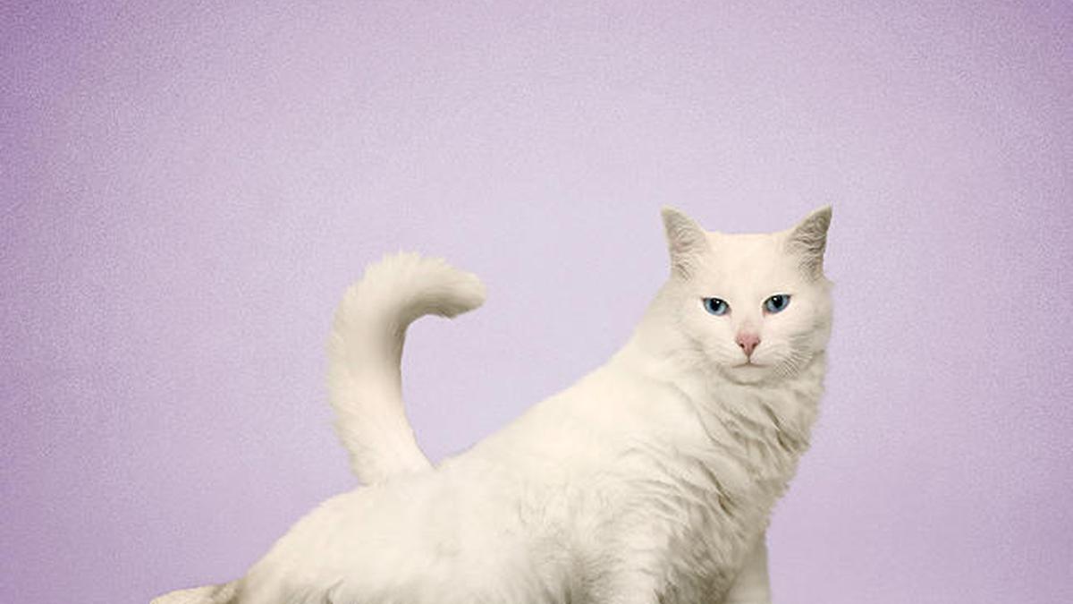 Kucing-Kucing Ini Lebih Pintar Pose Yoga Ketimbang Anda - Photo Fimela.com