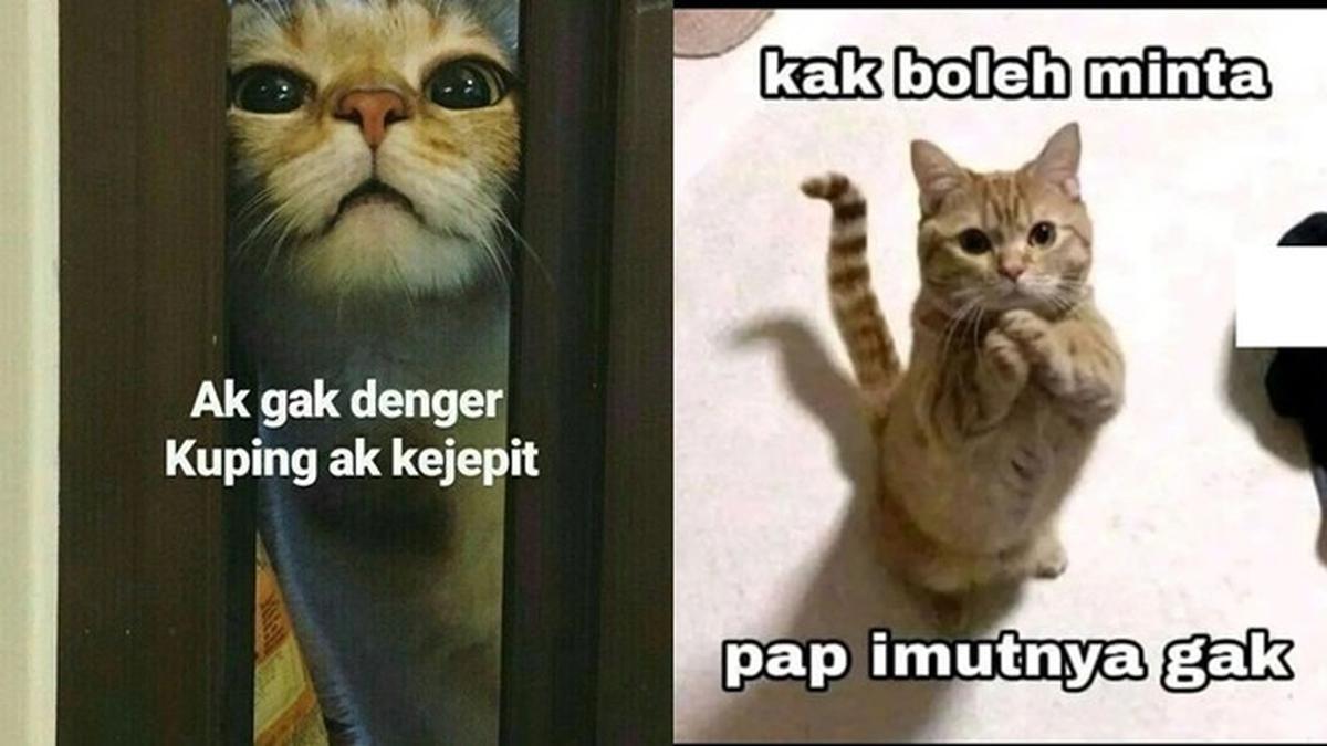 6 Meme Lucu Kucing Ini Bikin Geregetan, Cocok Buat Stiker WhatsApp - Hot Liputan6.com