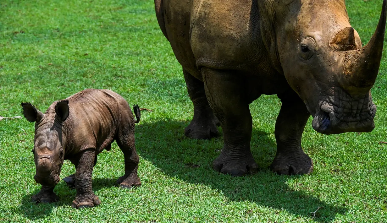FOTO: Kebun Binatang Nasional Kuba Menyambut Bayi Badak Putih yang ...