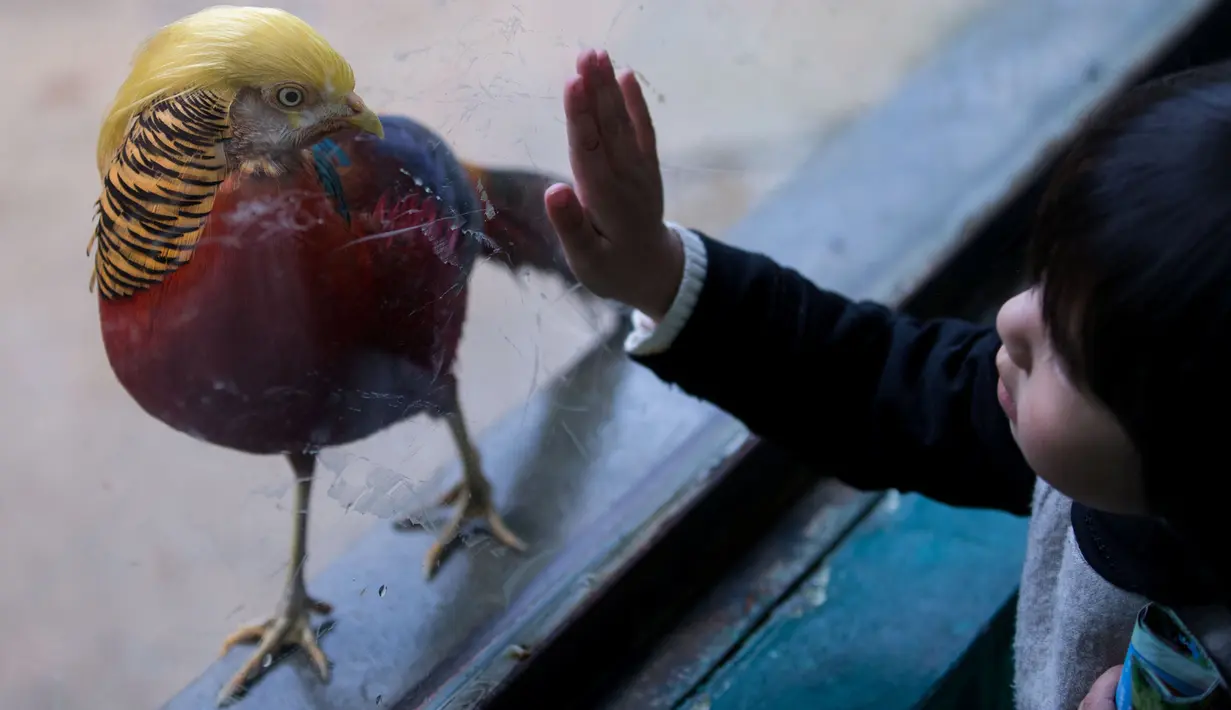 Gaya Rambut Mirip Donald Trump, Burung Ini Mendadak Populer - Foto ...