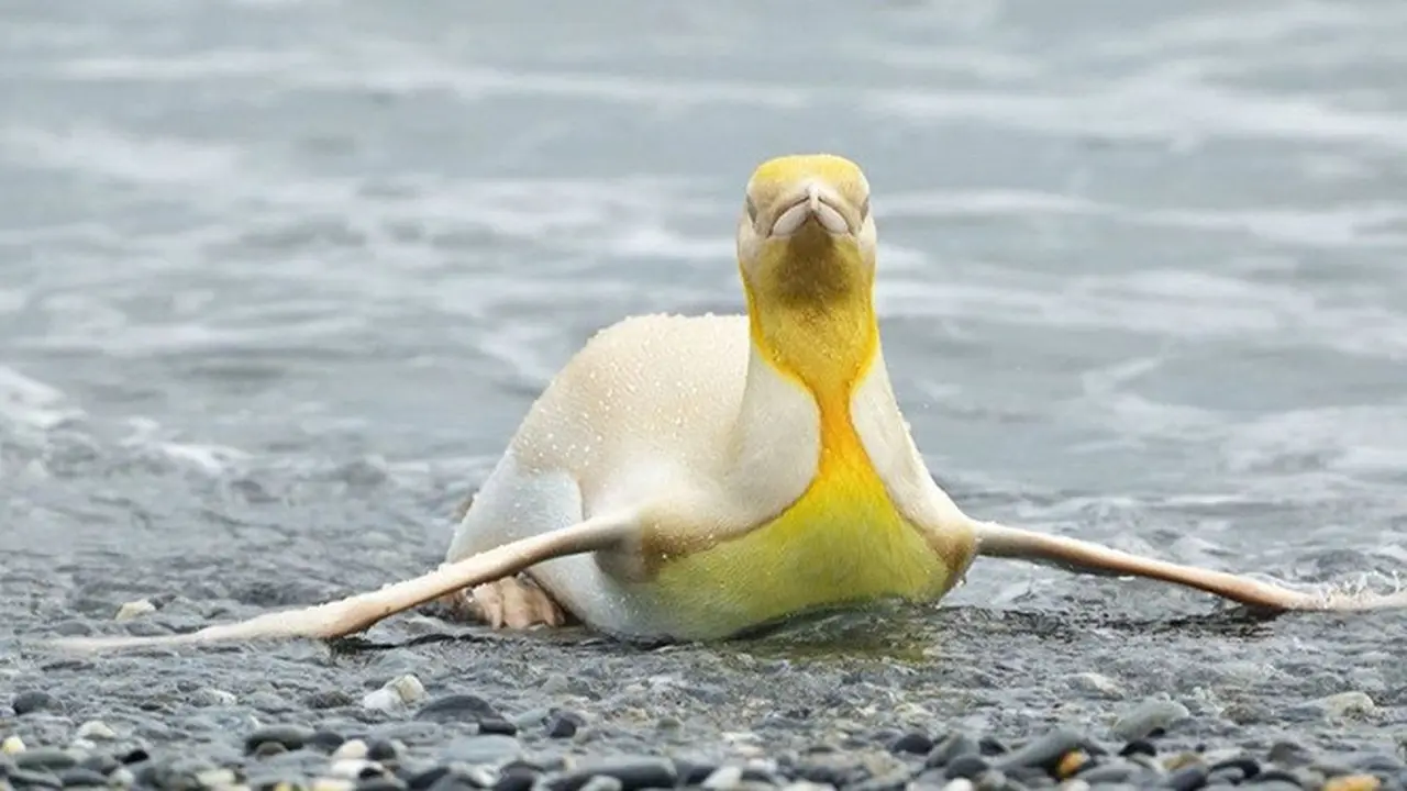 Penguin Kuning yang Langka Berhasil Diabadikan, Ini Penyebab Bulunya ...