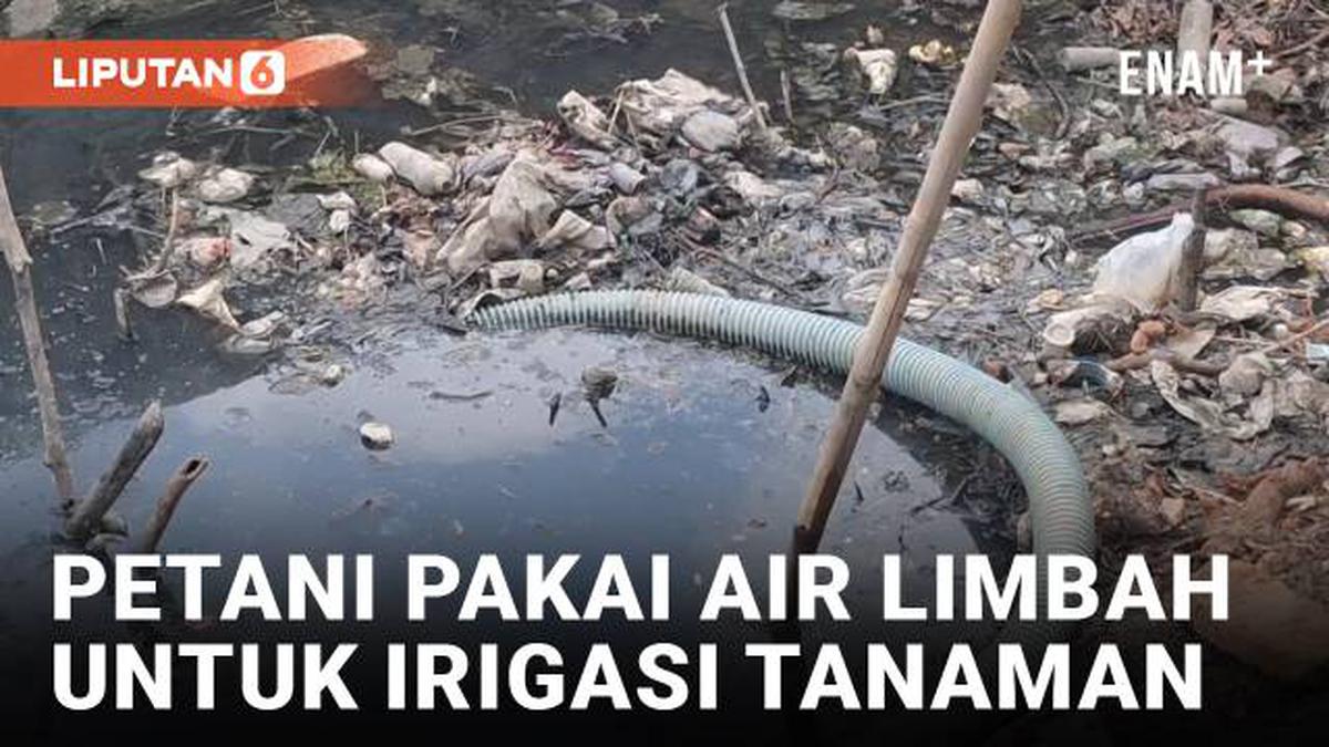 VIDEO: Terdampak Kekeringan, Petani di Brebes Gunakan Air Comberan ...