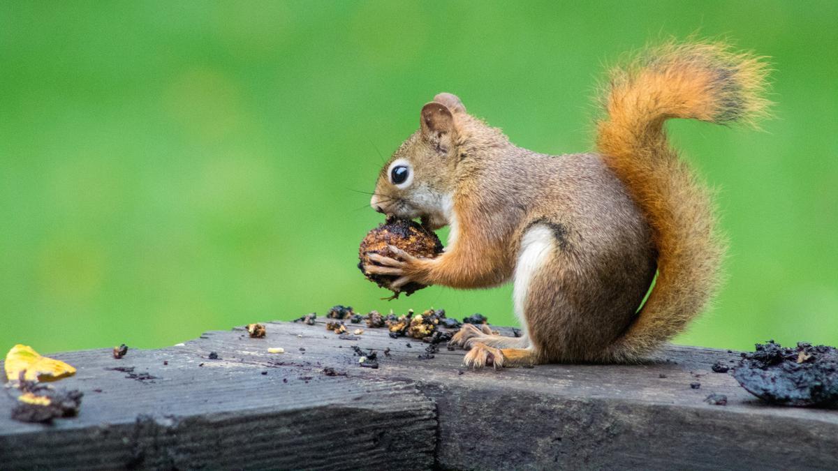 Jenis-Jenis Hewan Berdasarkan Cara Bergeraknya