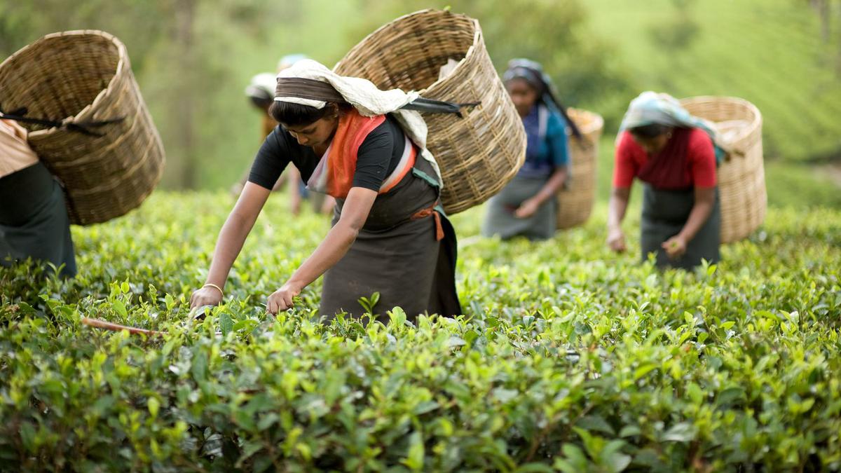 4 Kebun Teh Terindah Bandung yang Wajib Dikunjungi - Lifestyle Fimela.com