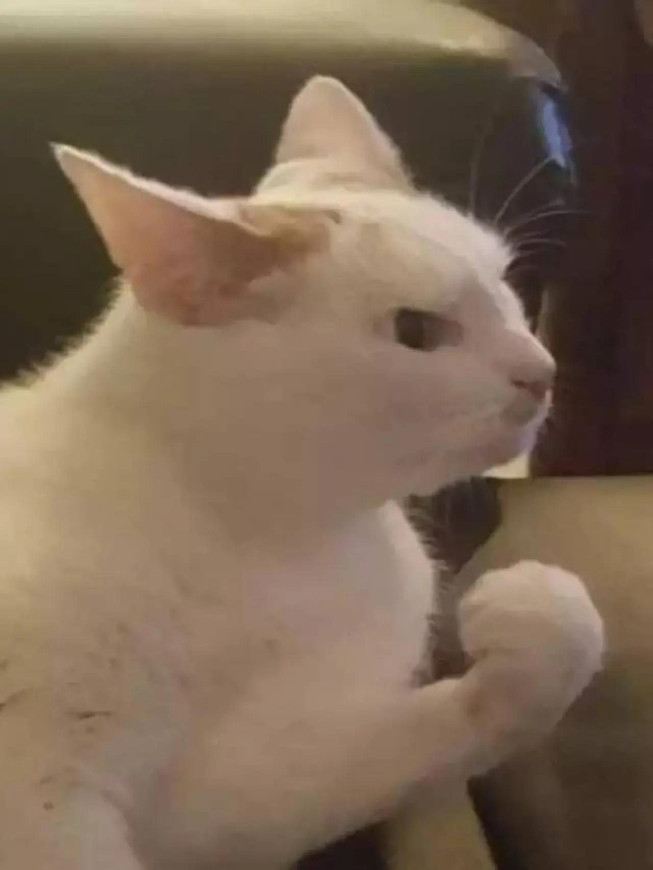 8 Potret Nyeleneh Kucing Tampil Berotot Ini Bikin Tepuk Jidat - Hot ...