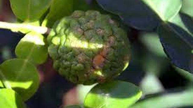 10 Manfaat Daun Jeruk Purut Bumbu Aromatik yang Kaya Manfaat, Ketahui ...