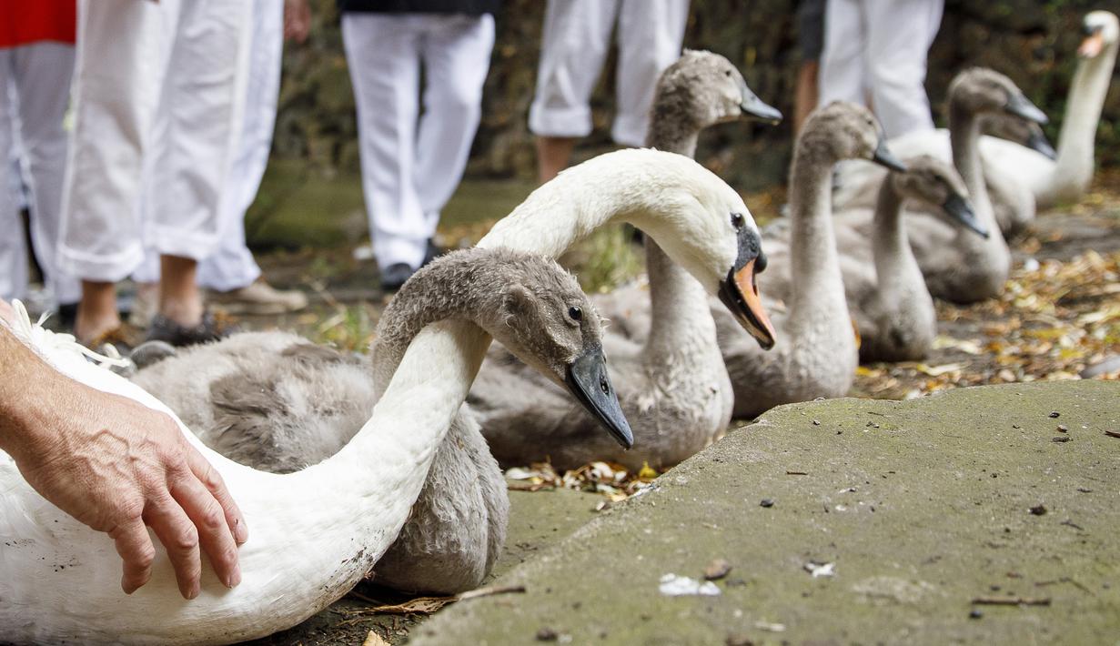 FOTO: Uniknya Tradisi Menghitung Angsa Ratu Inggris - Foto Liputan6.com