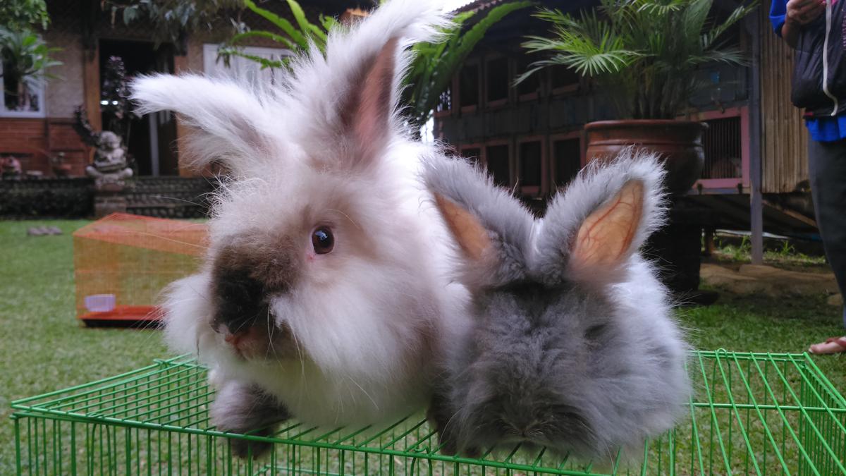Harga Kelinci Lokal