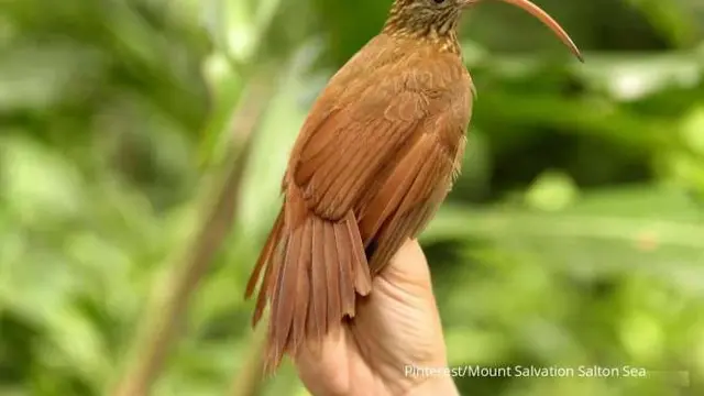 10 Burung dengan Paruh Terpanjang di Dunia, Adaptasi Unik untuk ...