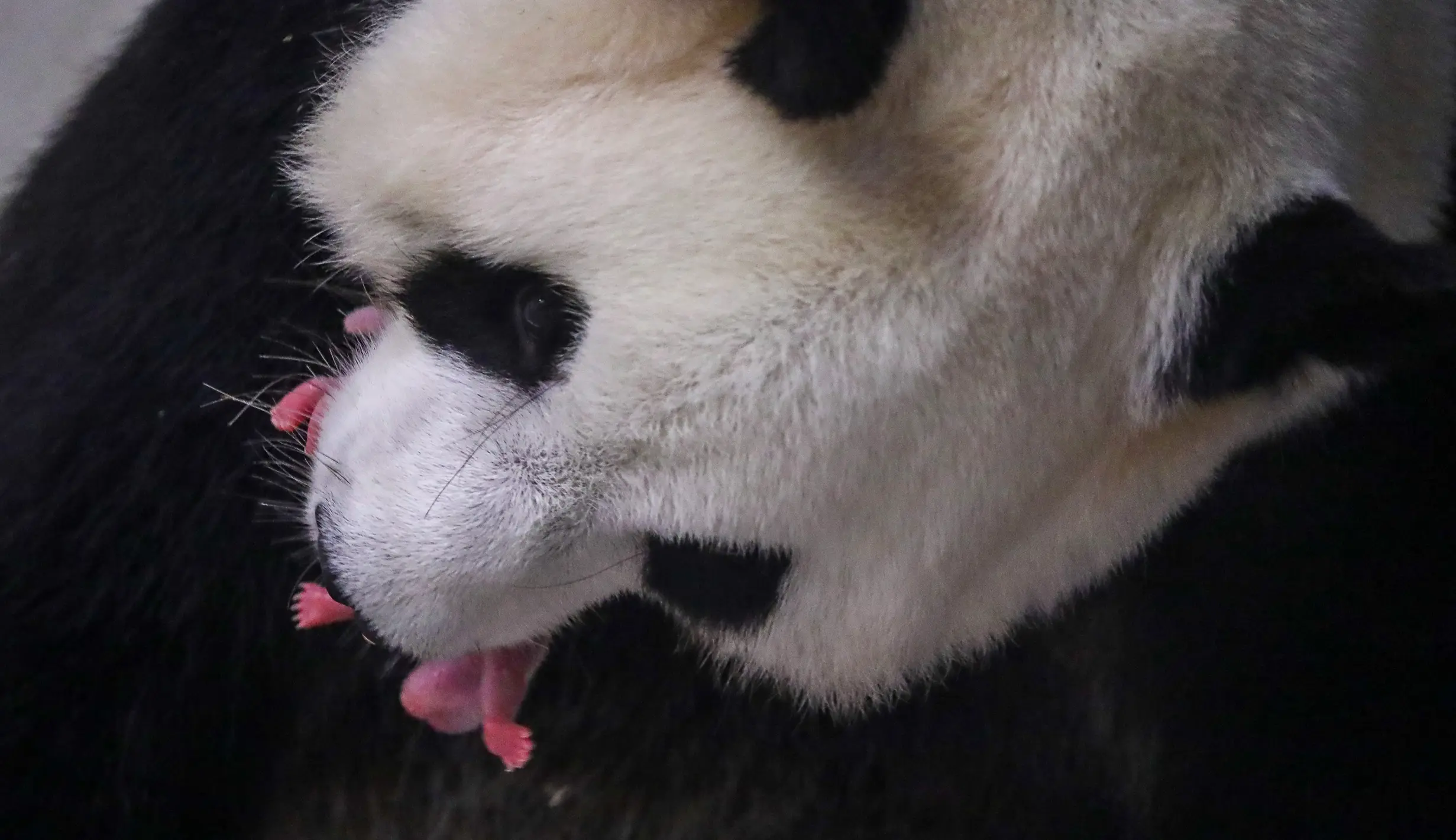 FOTO: Menengok 2 Bayi Panda yang Baru Lahir di Belgia - Foto Liputan6.com