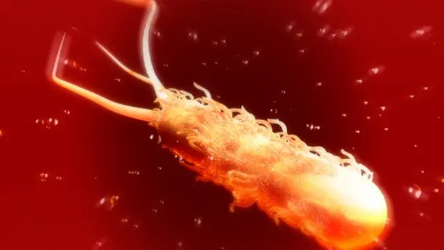 Infeksi E. Coli: Penyebab, Gejala, hingga Pencegahannya - Health ...