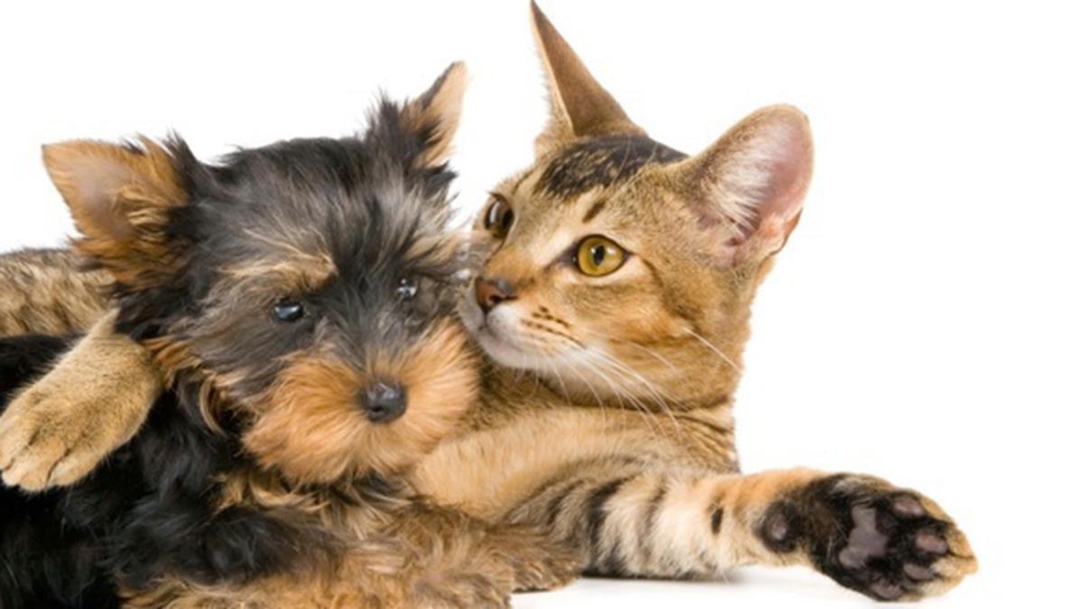 Hewan Juga Punya Hati, Kucing Peluk Patung Anjing Sahabatnya