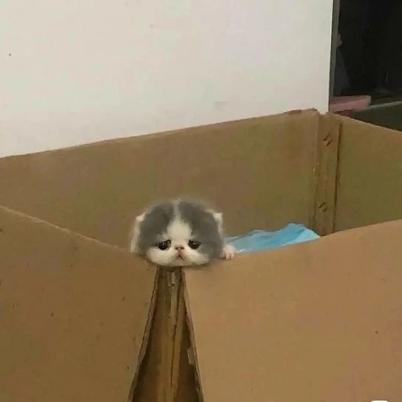 6 Potret Kucing Malas Gerak Ini Tampak Lucu, Pose Rebahan Bikin Gemas ...