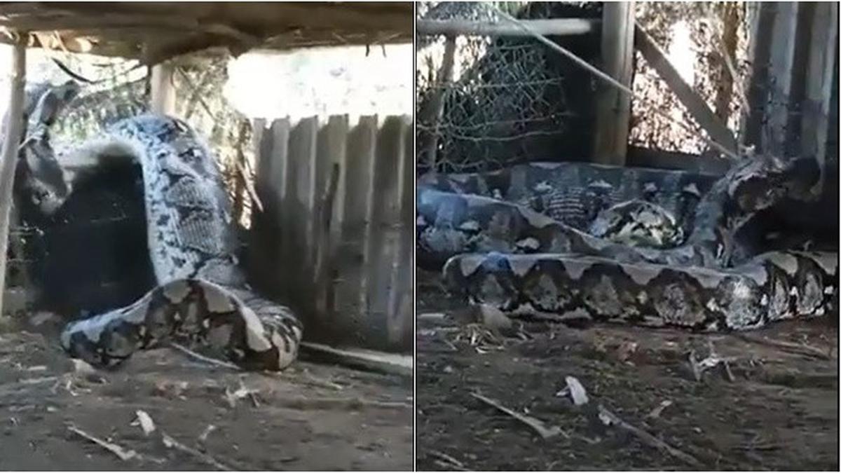 Viral Penampakan Ular Piton Raksasa Di Sebuah Kandang Diduga Usai