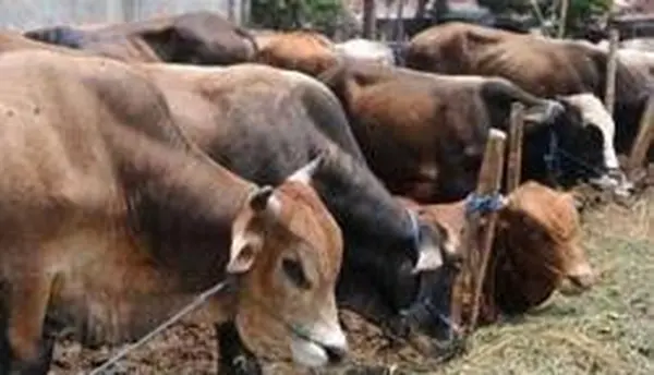 Mengenal Bintang Earendel, Bintang Fajar Paling Jauh dari Bumi - Global ...