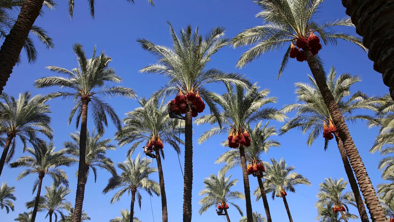 6 Cara Mengenali Kurma Israel dan Daftar Merek yang Sudah Diboikot ...