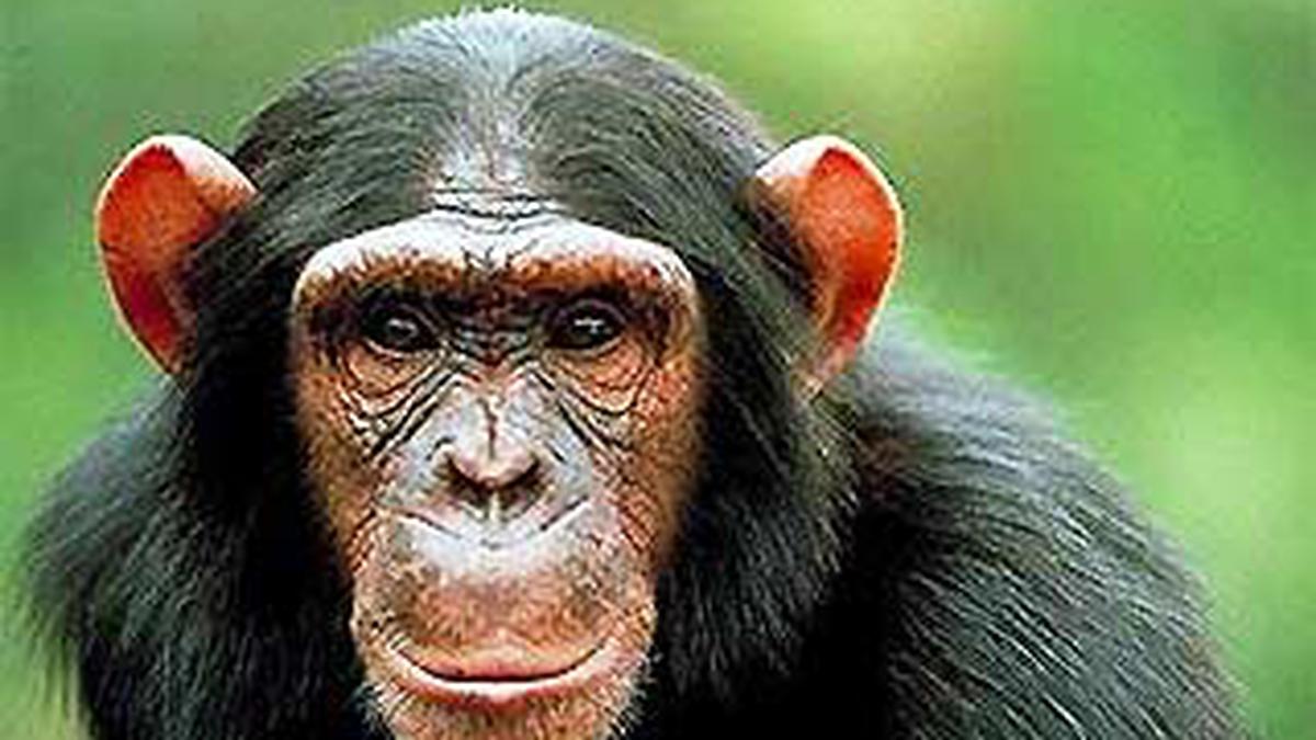 RUU Pelarangan Simpanse untuk Penelitian Diajukan - Global Liputan6.com