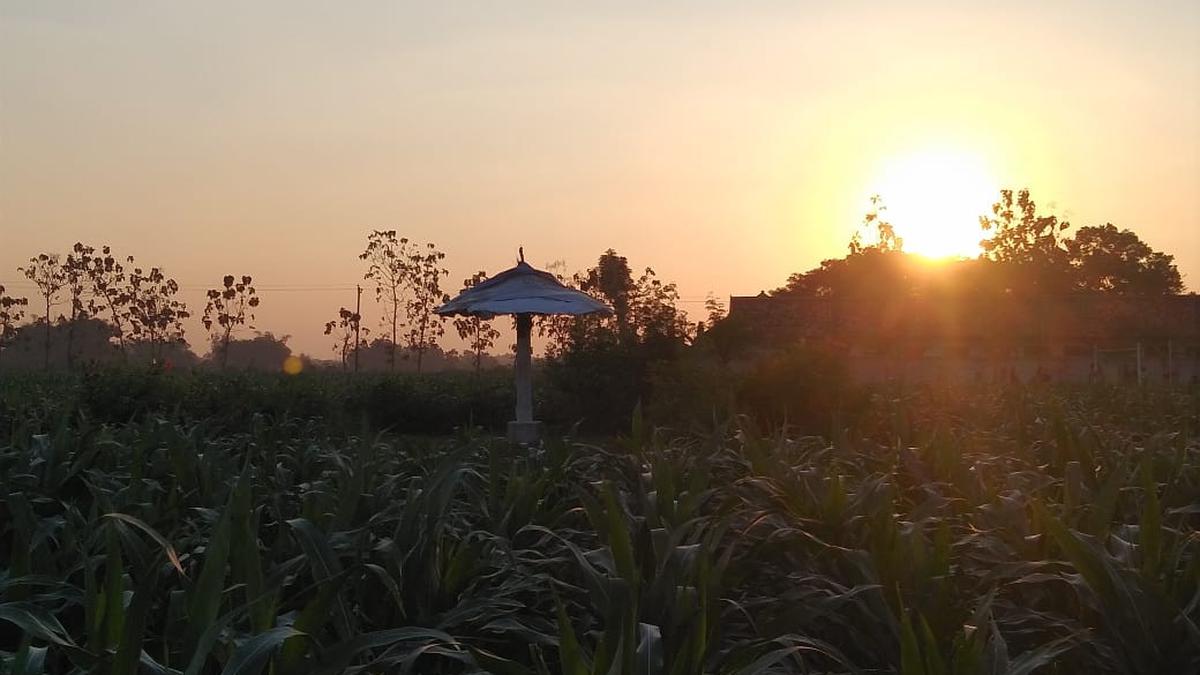 Misteri Punden Nyai Rondo Kuning dan Asal Mula Desa Semampir - Regional ...