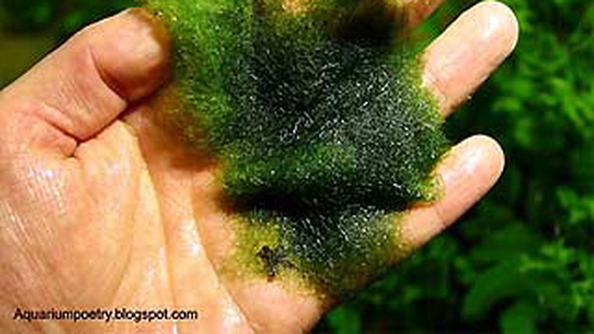Alga Hijau Beracun dari Prancis