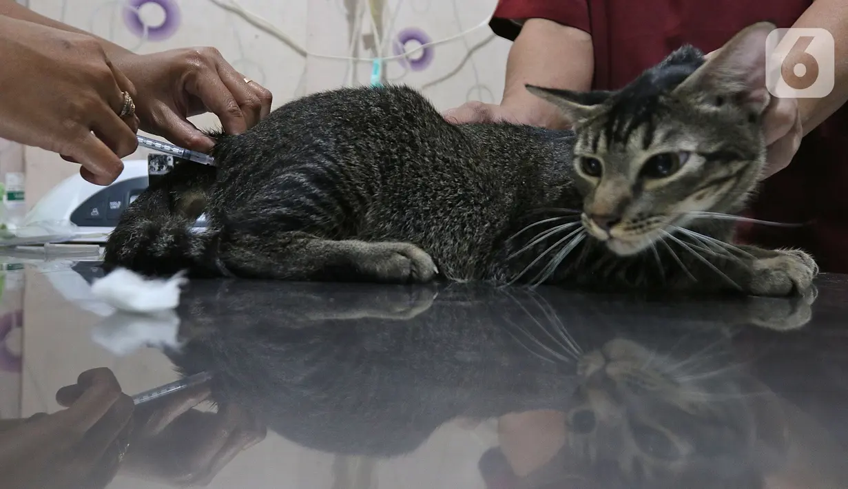 FOTO: Sterilisasi dan Vaksin Kucing Gratis Menyambut Hari Rabies - Foto ...