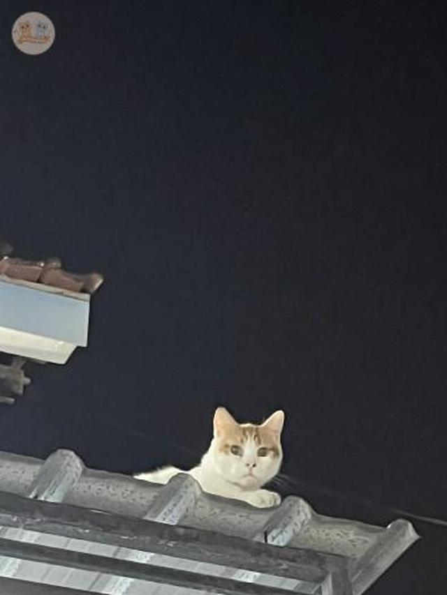 6 Potret Kucing Nyantai di Atap Rumah, Sering Dikira Hilang karena Tak ...