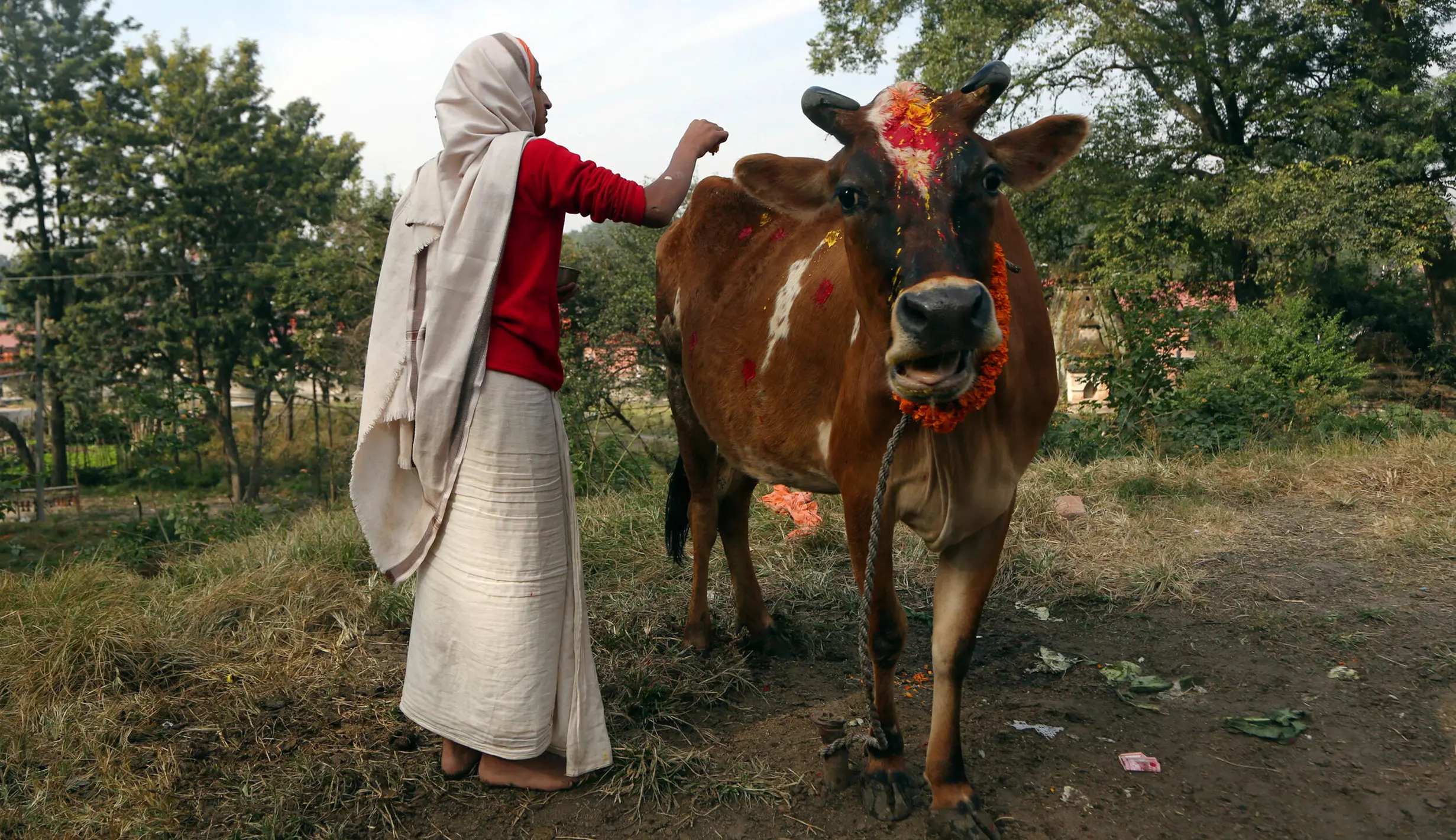 FOTO: Sapi Disembah dalam Festival di Nepal - Foto Liputan6.com