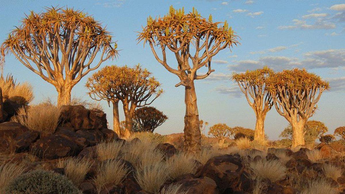 6 Fakta Menarik Namibia, Negara Afrika yang Pernah Jadi Korban Genosida ...