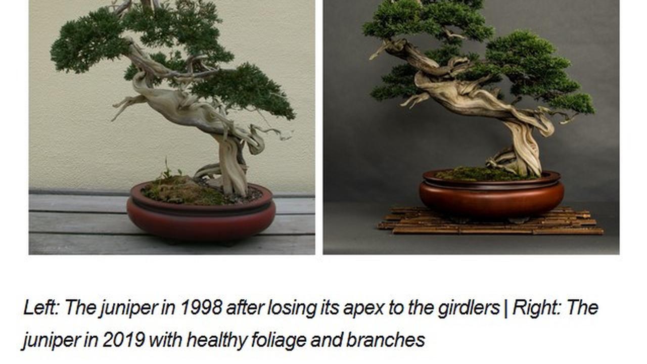 7 Fakta Bonsai Serut 5 Miliar, Rahasia di Balik Harga Selangit