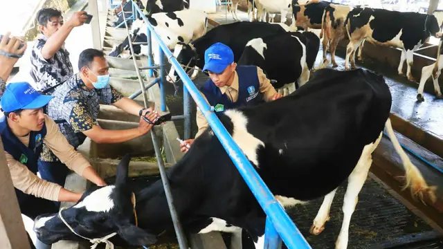 Sapiderman Bukan Sapi'i, Upaya Pemerintah Menekan Angka Kematian Sapi ...