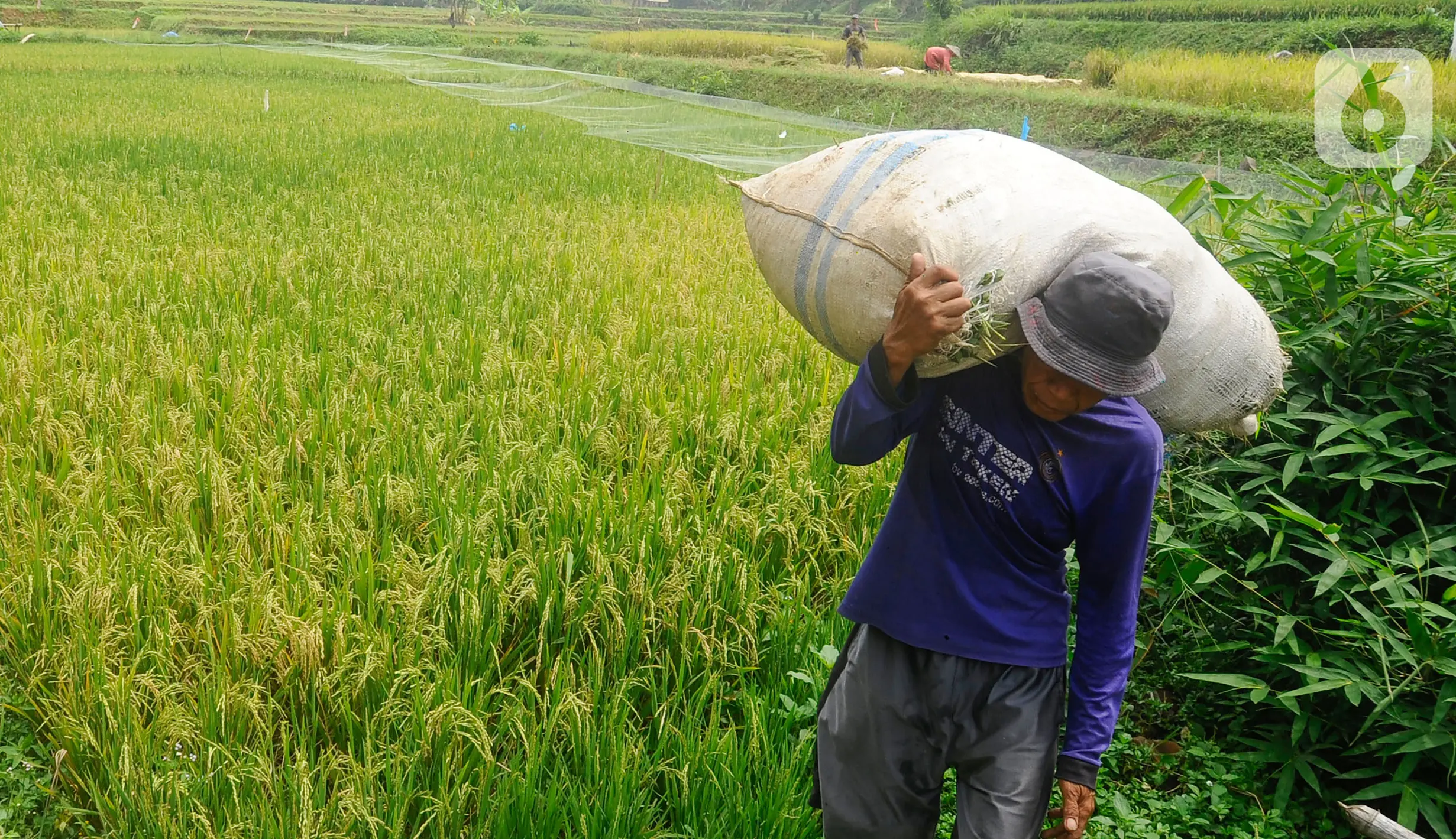 Harga Gabah Melonjak Tinggi Terdampak Gagal Panen - Foto Liputan6.com