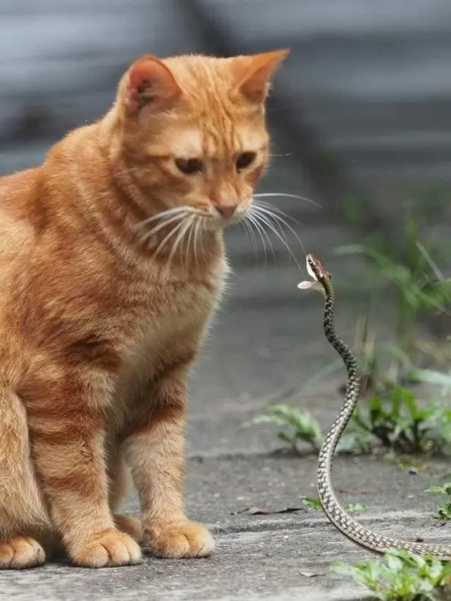 6 Momen Persahabatan Kucing dengan Ular, Tak Takut Meski Kobra - Hot ...