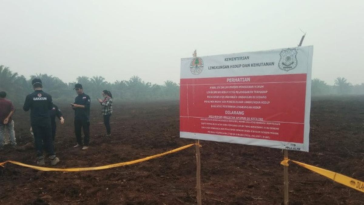 Perusahaan HTI Diduga Bakar 1.300 Hektare Lahan di Rokan Hilir - Regional Liputan6.com