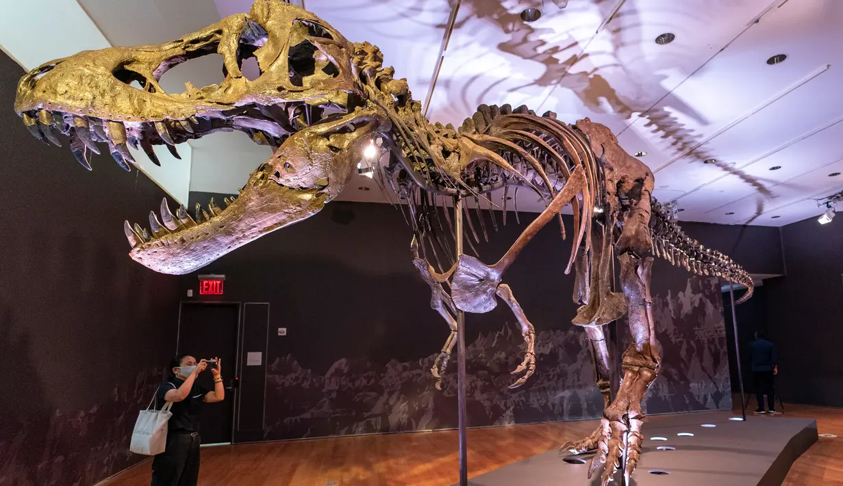FOTO: Penampakan Kerangka T-Rex Terbesar yang Akan Dilelang - Foto ...