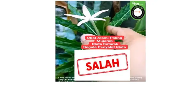 Cek Fakta: Tidak Benar Bunga Kitolod Bisa Sembuhkan Penyakit Katarak ...