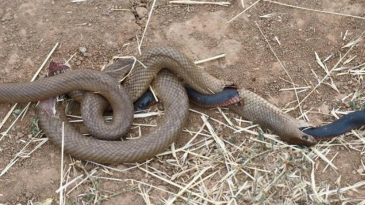 Ngeri, Dua Ular Mati Badannya Saling Menembus - Global Liputan6.com