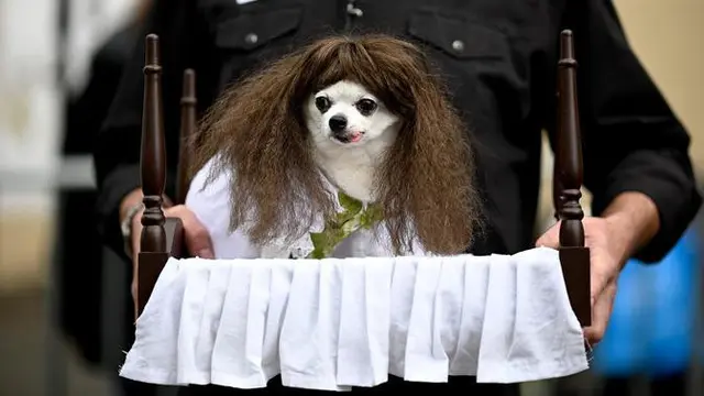 6 Kostum Halloween Anjing Ini Nyeleneh Banget, Seram-Seram Lucu - Hot ...