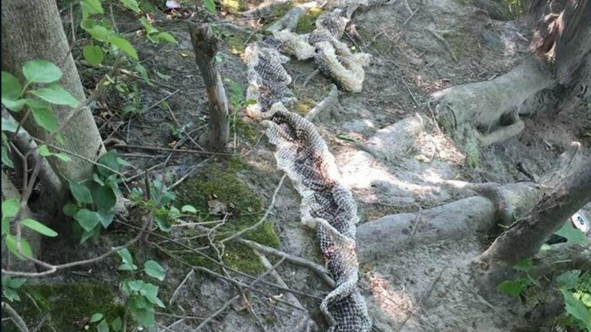 Ular Besar Misterius 'Menghantui' Warga Kota AS - Global Liputan6.com