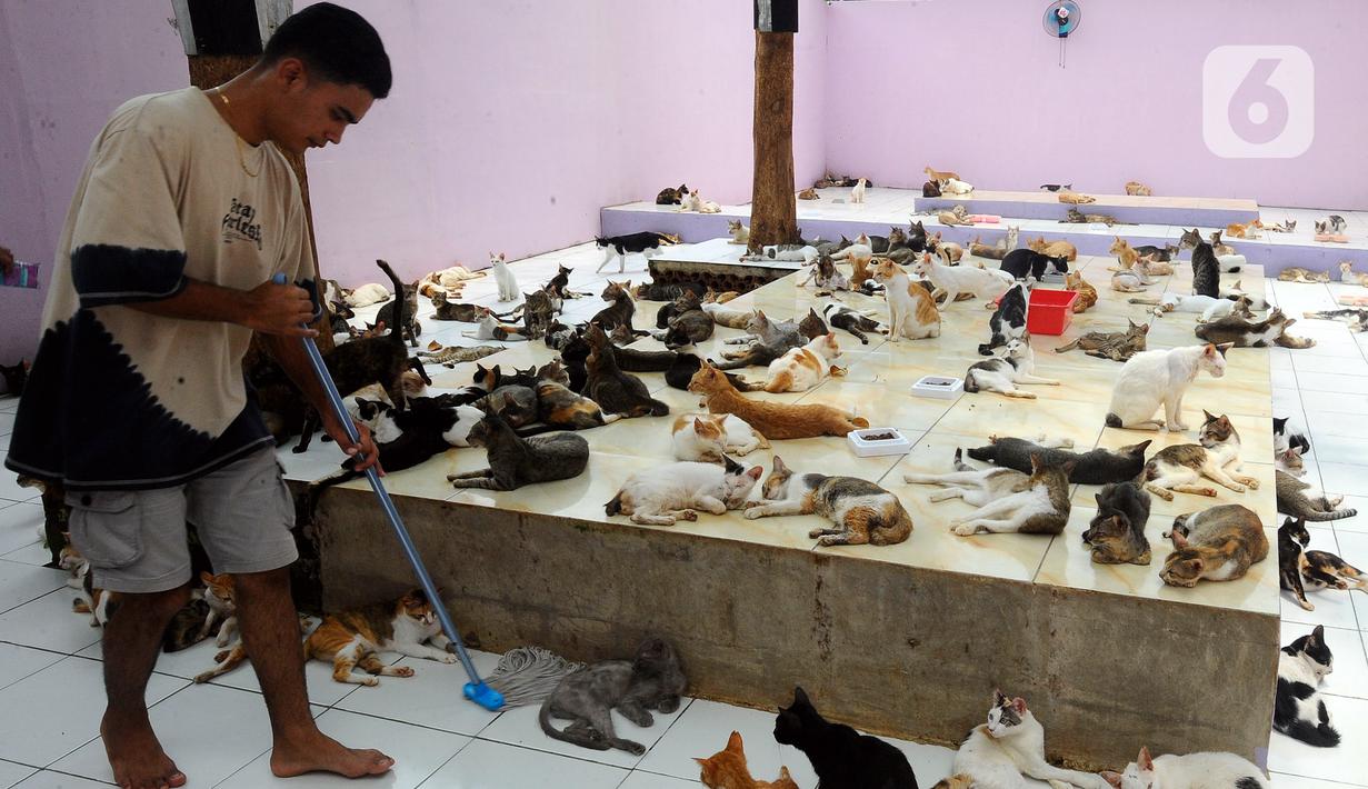 Mengunjungi Rumah Singgah Ribuan Kucing Terlantar di Parung - Foto ...