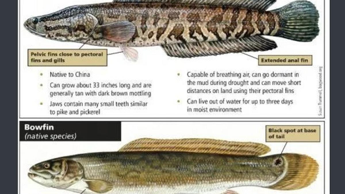 Resep Olahan Ikan Gabus yang Lezat, Sangat Bermanfaat untuk Turunkan ...