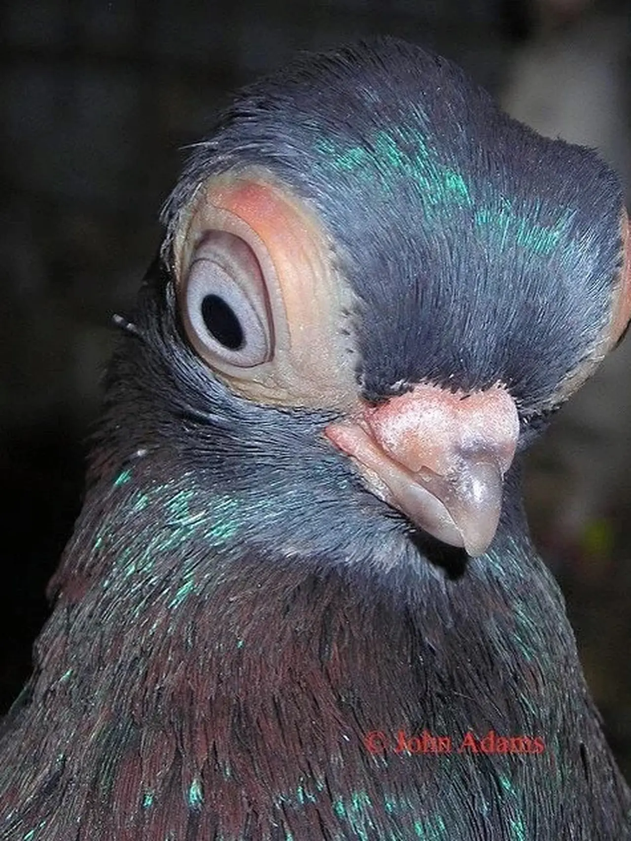 7 Potret Merpati Bermata Melotot Ini Mirip Kartun, Unik dan Langka ...