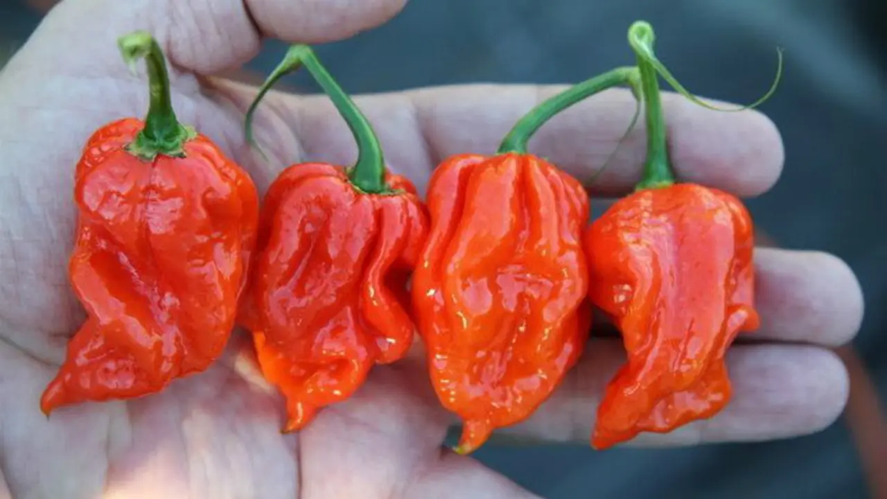 6 Cabai Terpedas di Dunia Beserta Tingkatannya, Berani Coba? - Hot ...