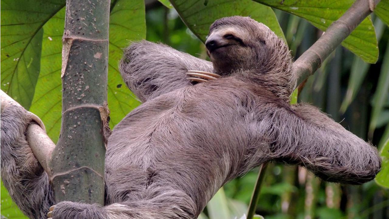 Sloth, Mamalia Tropis yang Jadikan Kemalasan sebagai Cara Bertahan Hidup