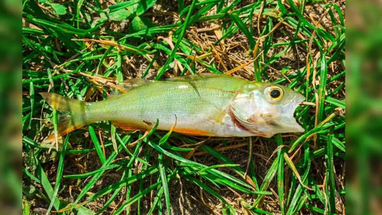 Viral Fenomena Langka Hujan Ikan yang Menghebohkan, Bukan Pertama Kali