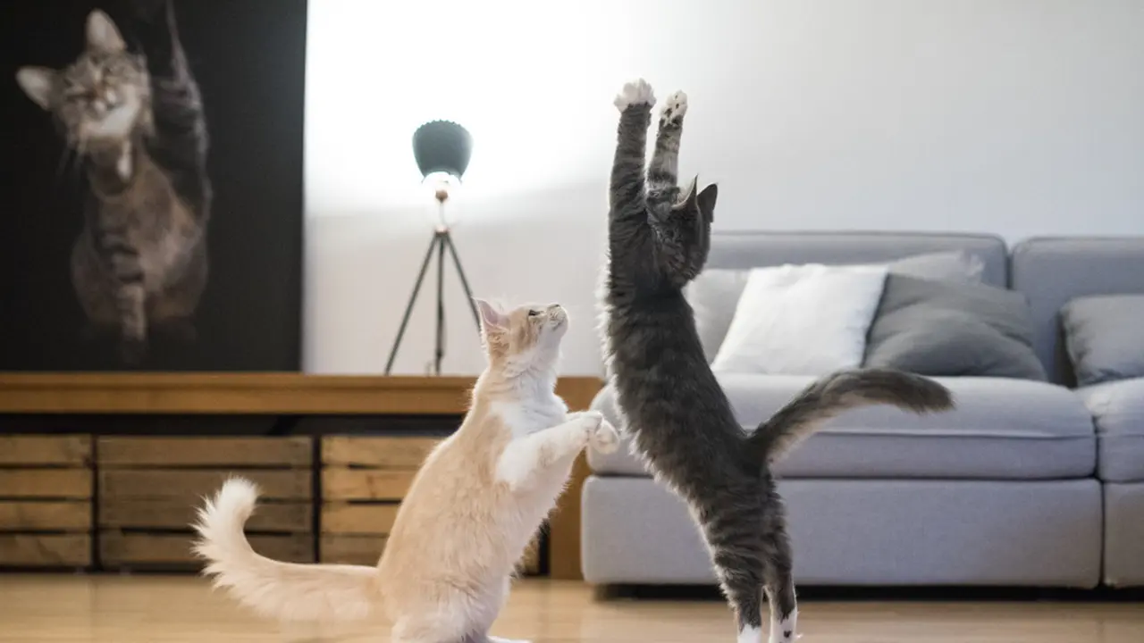 3 Manfaat Penting di Balik Kegemaran Kucing Melompat - Ragam Bola.com